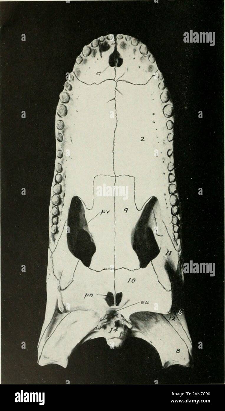 Alligator eyelid hi-res stock photography and images - Alamy