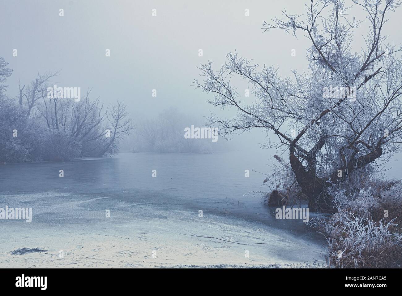 Frozen lake in misty winter morning surrounded with trees without ...