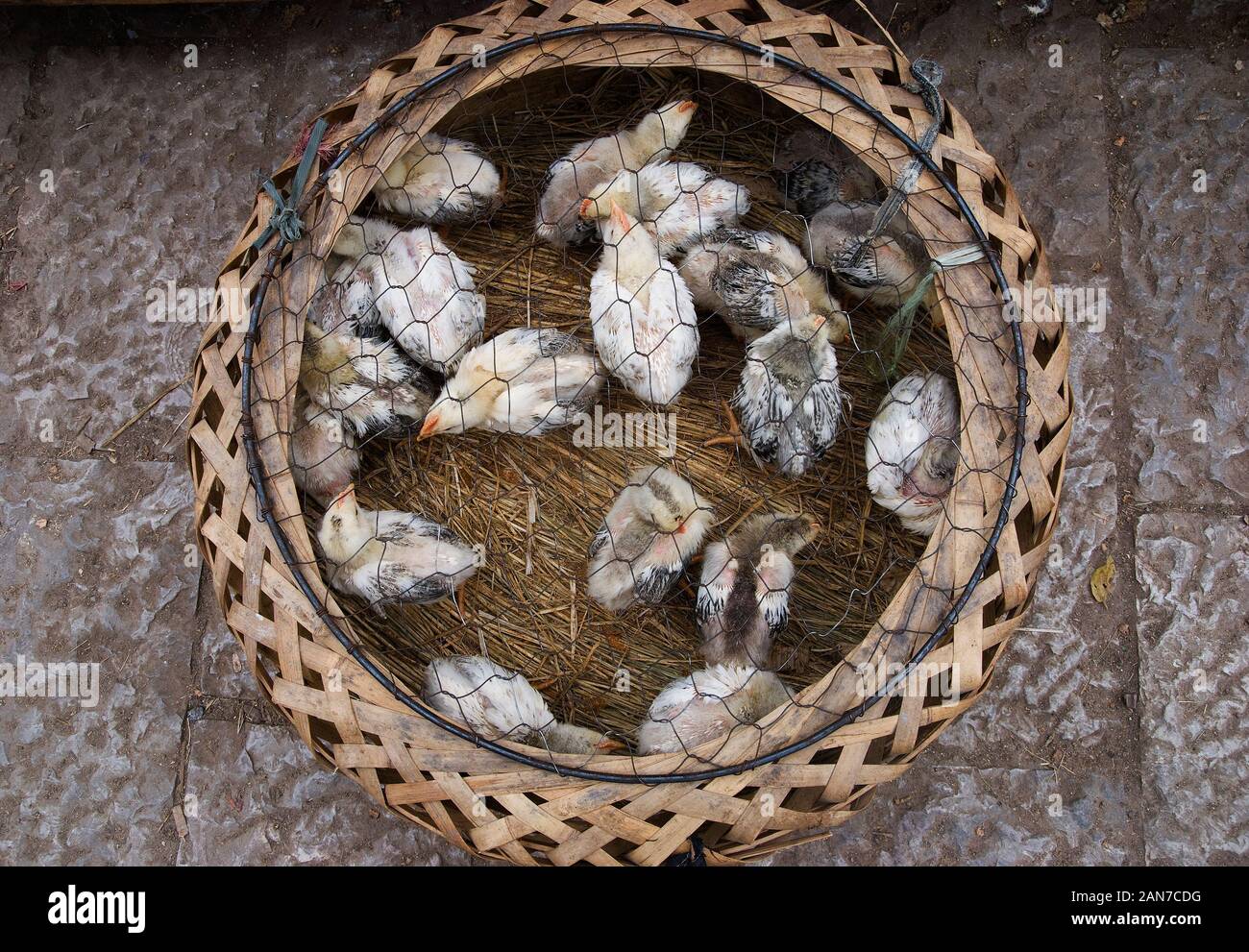 Small chicken on live animal market Stock Photo - Alamy