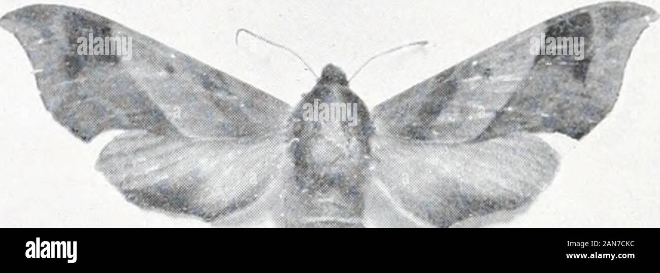As nature shows them; moths and butterflies of the United States, east ...