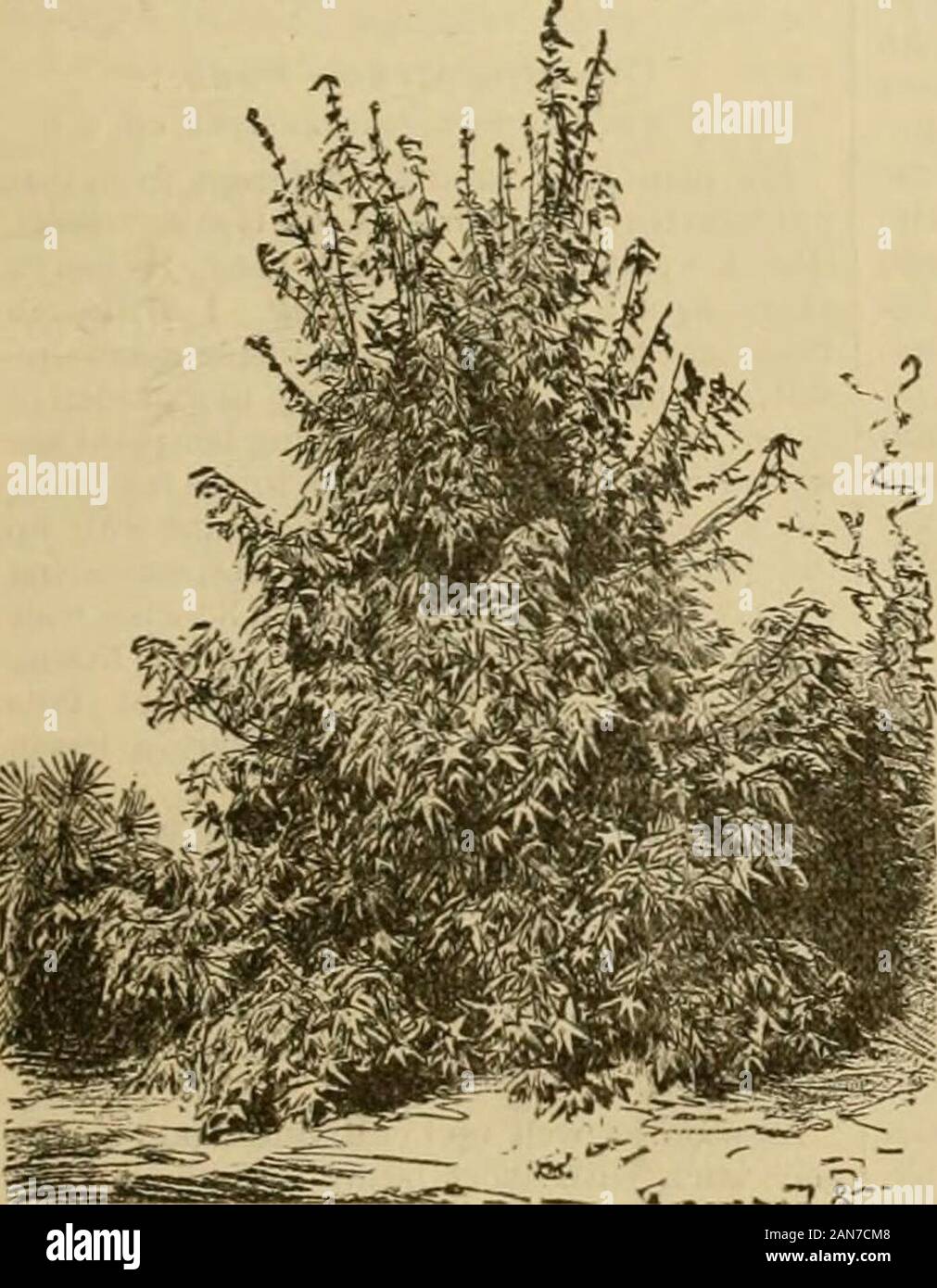 Polymorphum hi-res stock photography and images - Alamy
