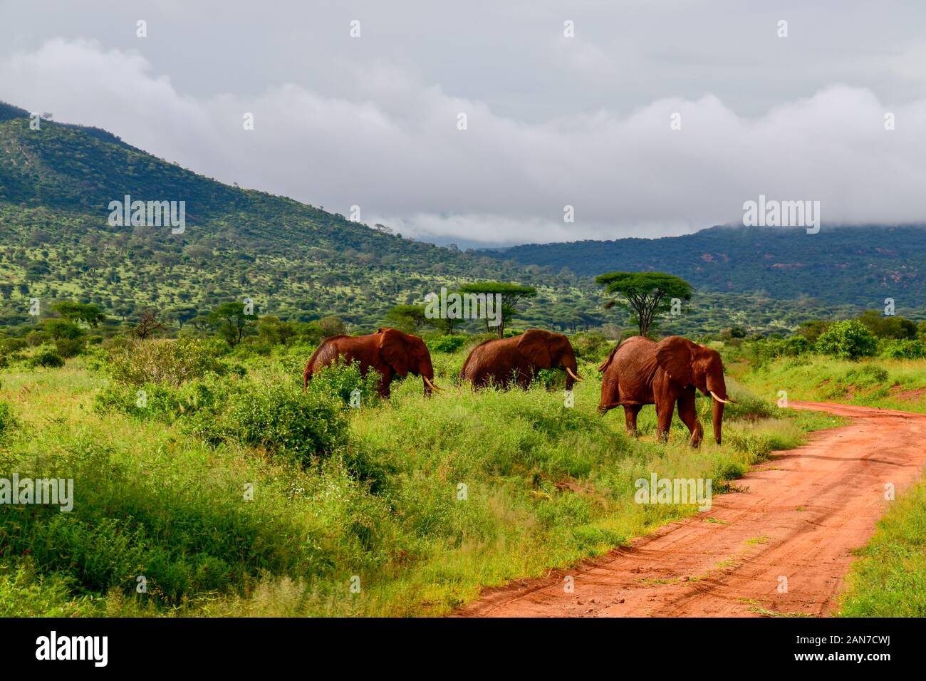 Elephants in the Tsavo East and Tsavo West National Park in Kenya Stock ...