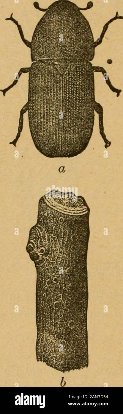 Entomological war hi-res stock photography and images - Alamy