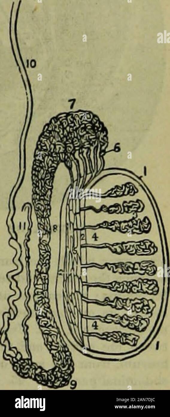 Vasa Recta High Resolution Stock Photography and Images - Alamy