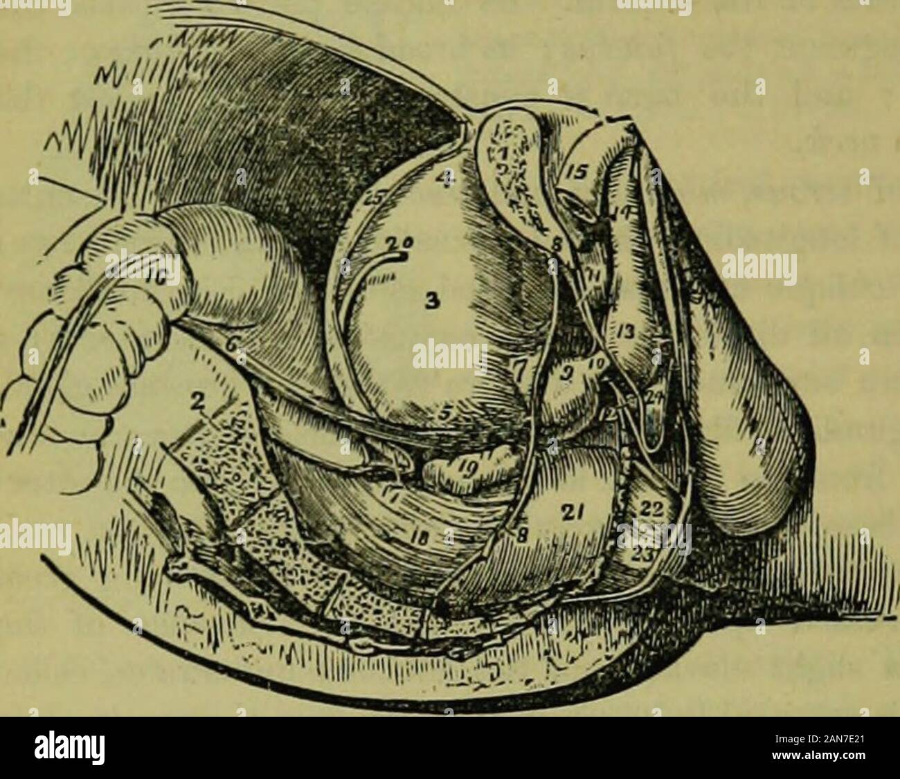 Vesicula seminalis hi-res stock photography and images - Alamy