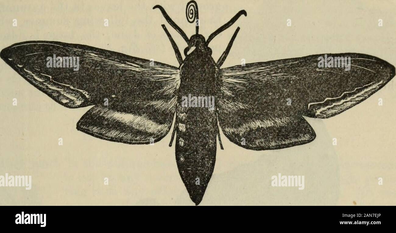 Chrysalis moth sphinx hi-res stock photography and images - Alamy