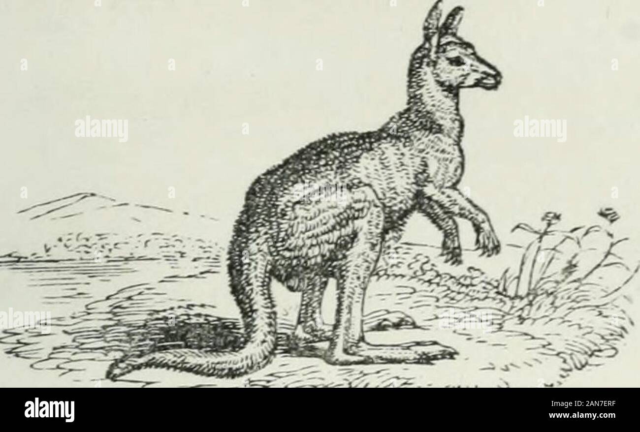 Opossums pouch hi-res stock photography and images - Alamy