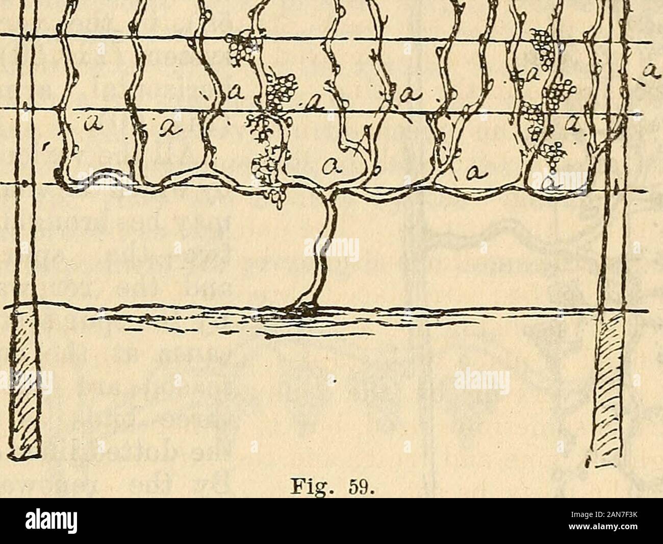 Vine training system hi-res stock photography and images - Alamy