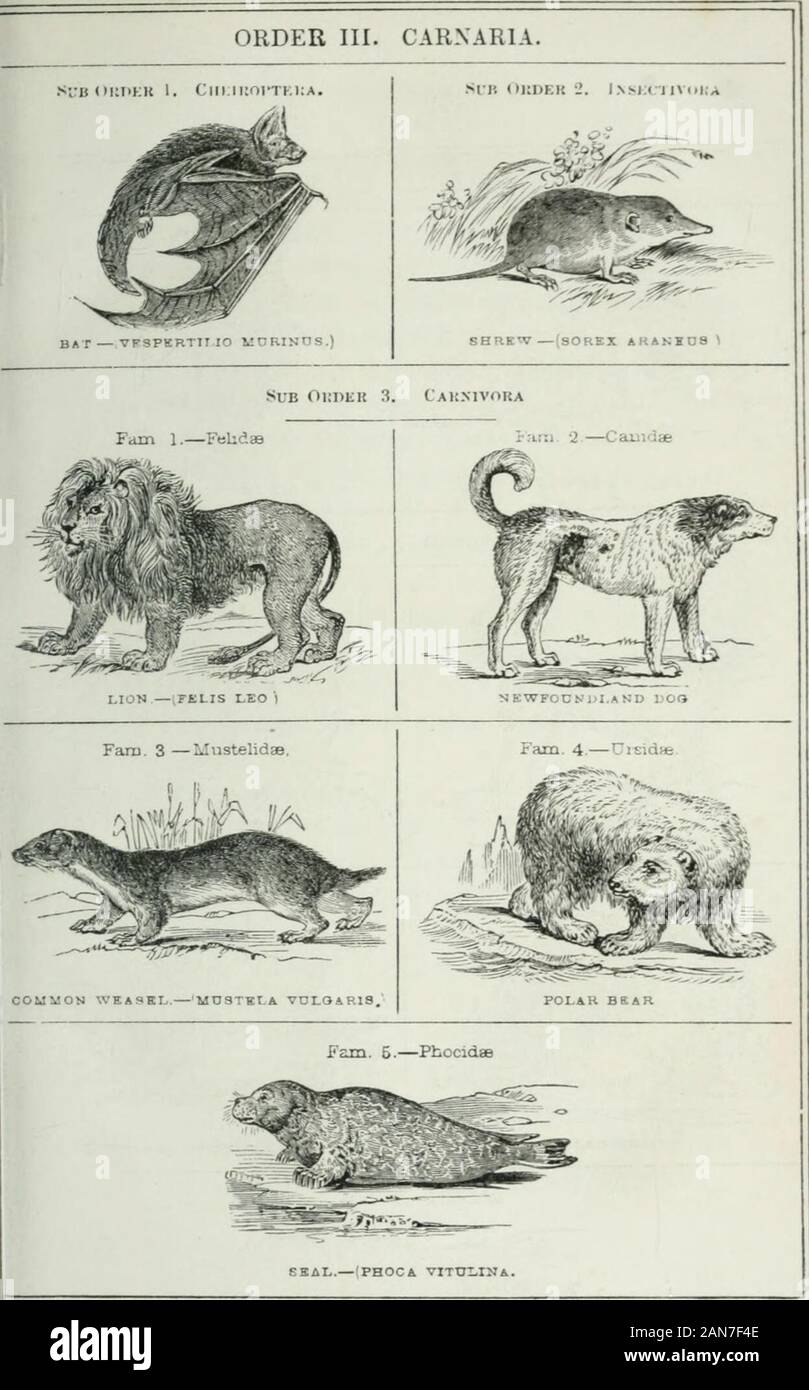 The stepping stone to natural history : vertebrate or back-boned ...