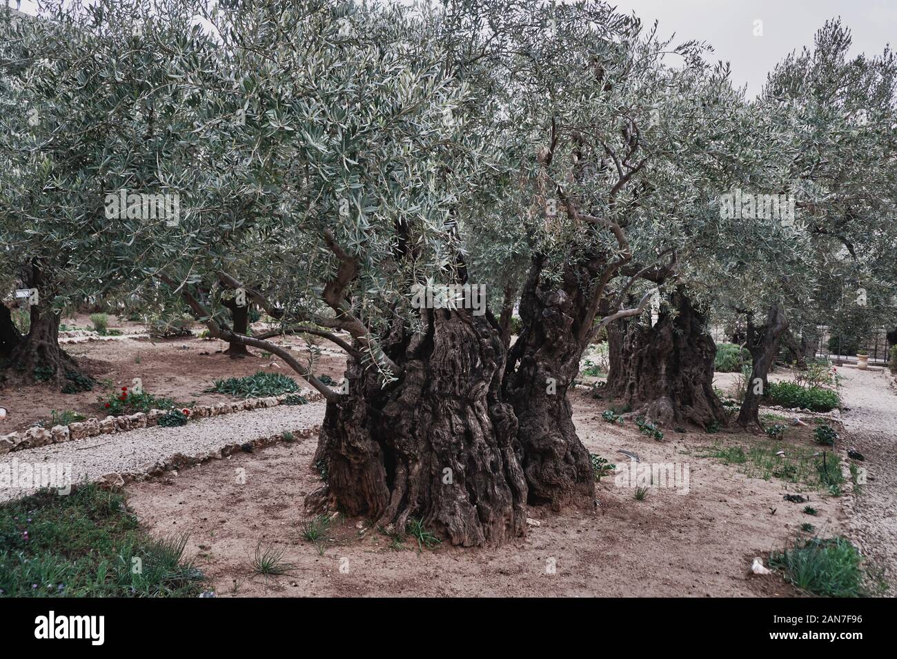 Old Olive Trees, Gethsemane, in the garden Jerusalem , ISRAEL Stock ...