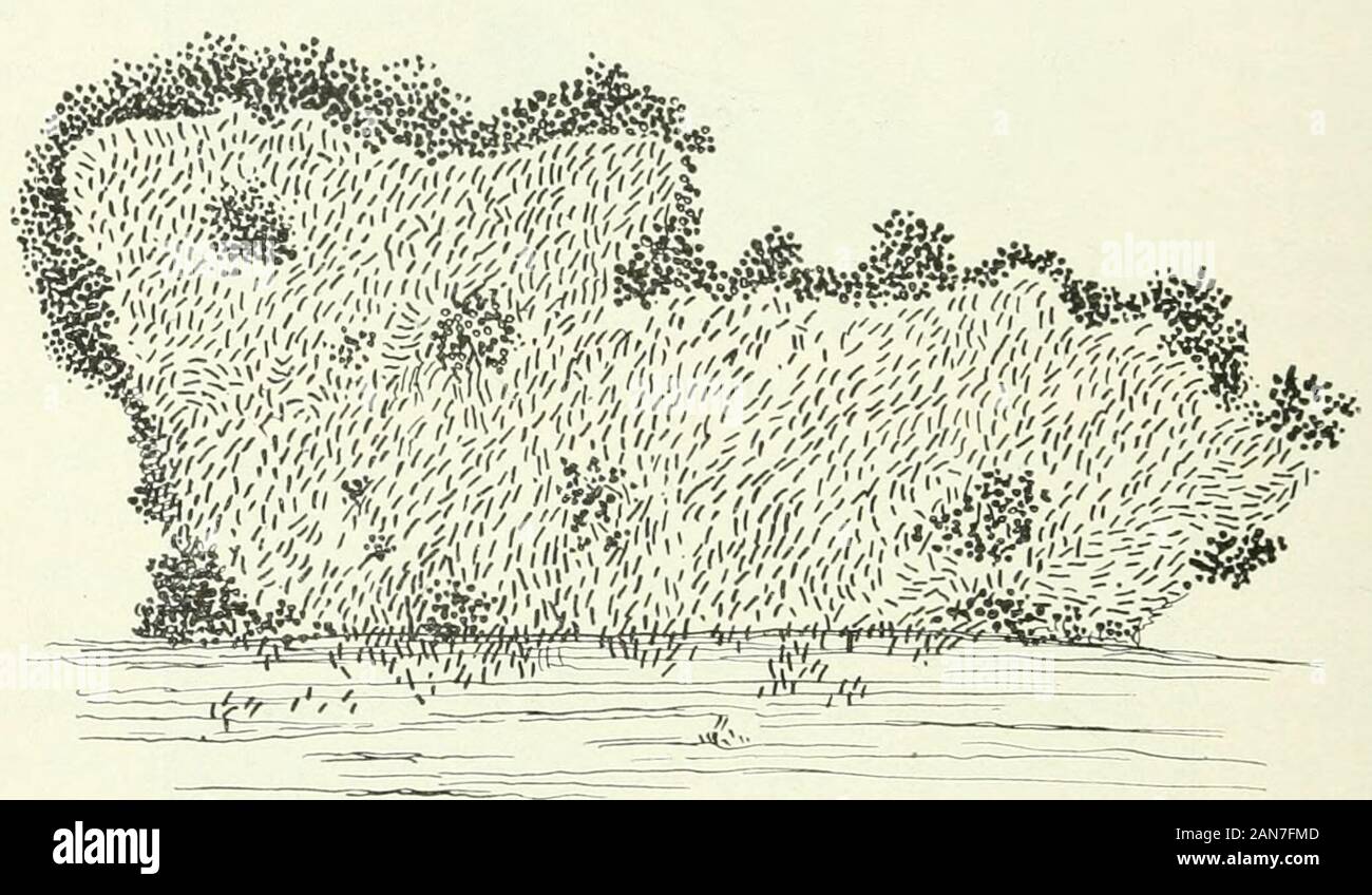 The British journal of dermatology . twards,forming the characteristic ...