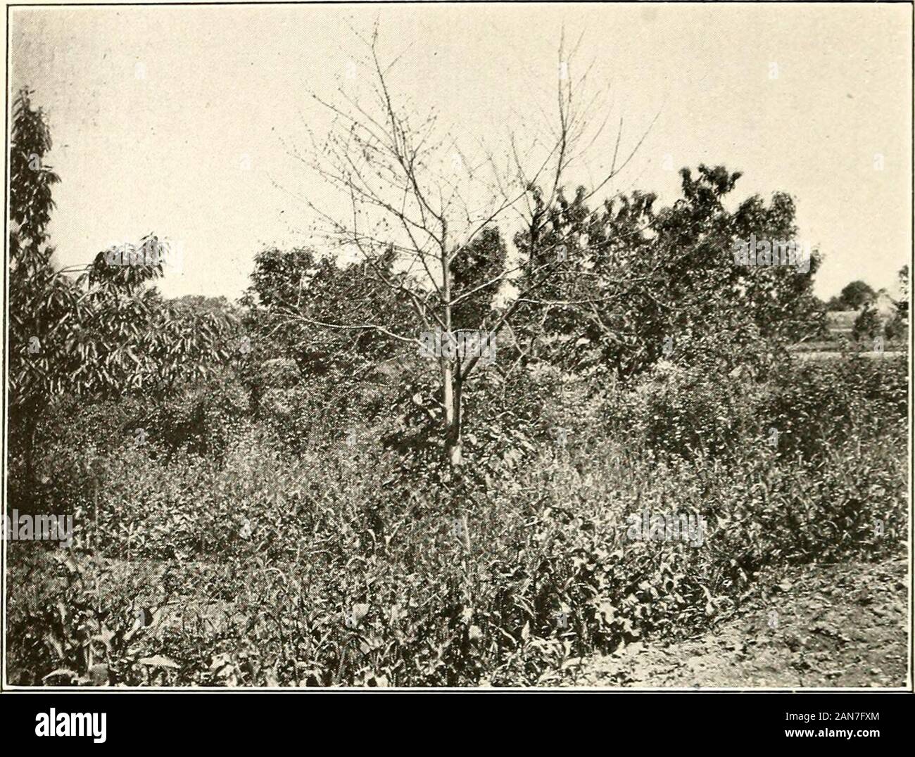 The chestnut blight disease [microform] : means of identification ...