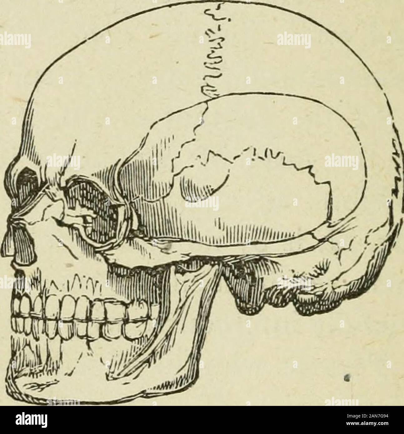 Brain and mind; or, Mental science considered in accordance withthe ...
