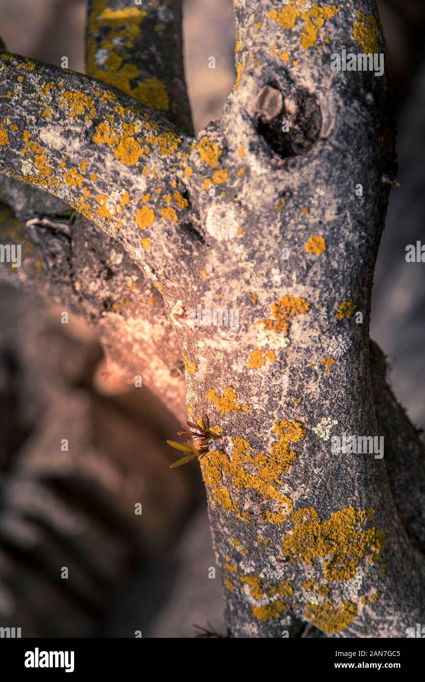 Large yellow fungus growing on hi-res stock photography and images - Alamy