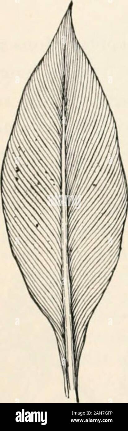 Net vein willow hi-res stock photography and images - Alamy