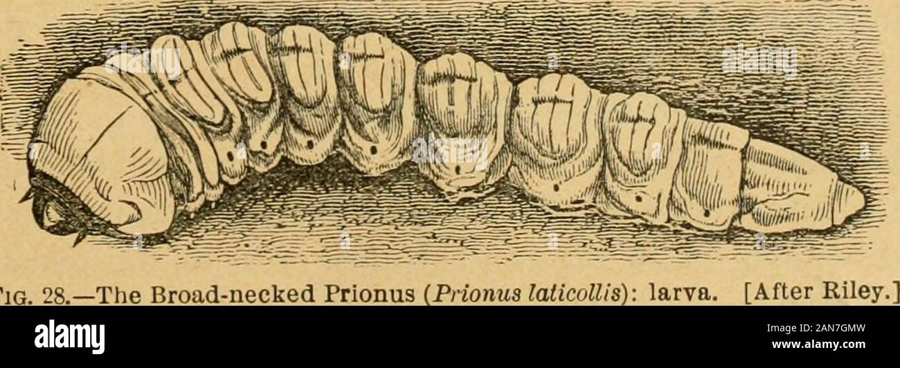 Twig girdler hi-res stock photography and images - Alamy