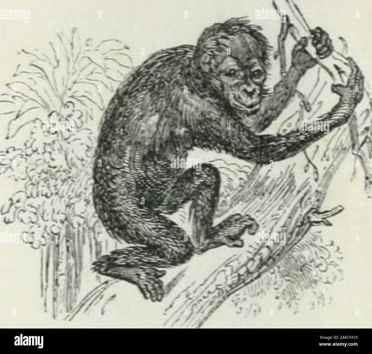 The stepping stone to natural history : vertebrate or back-boned ...