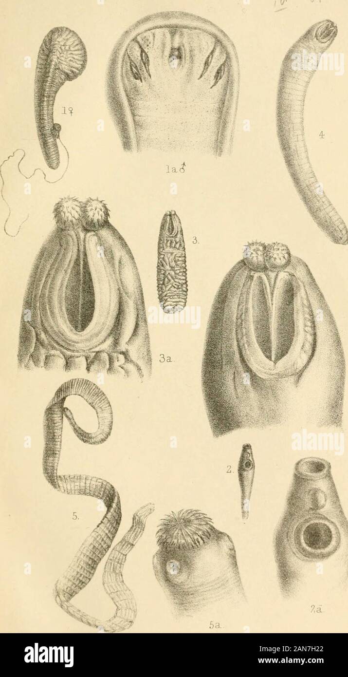 Zoophyta hi-res stock photography and images - Alamy