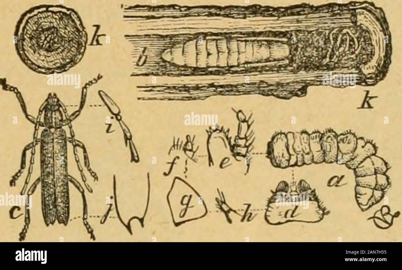 Twig girdler hi-res stock photography and images - Alamy