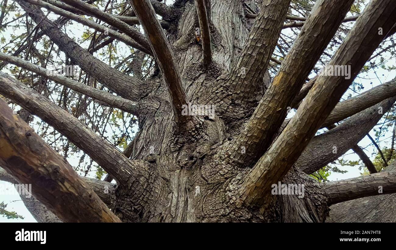 Branches of old park tree in botanical garden, ancestry connection ...