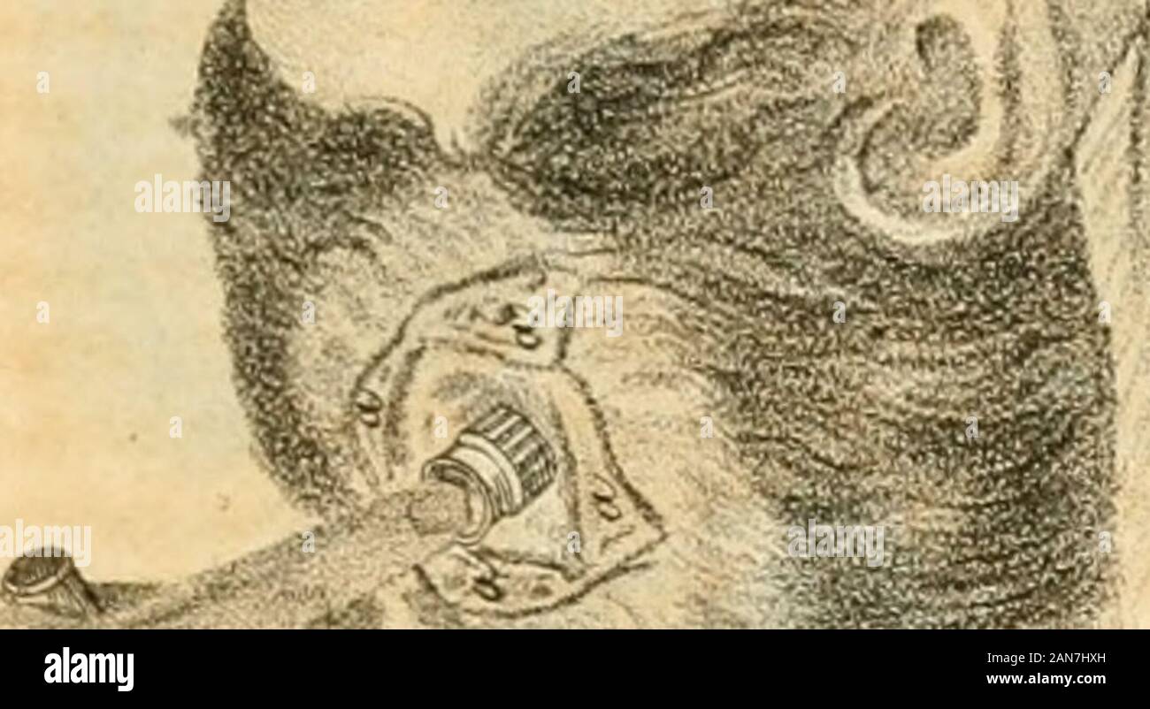 Dissected skull hi-res stock photography and images - Alamy