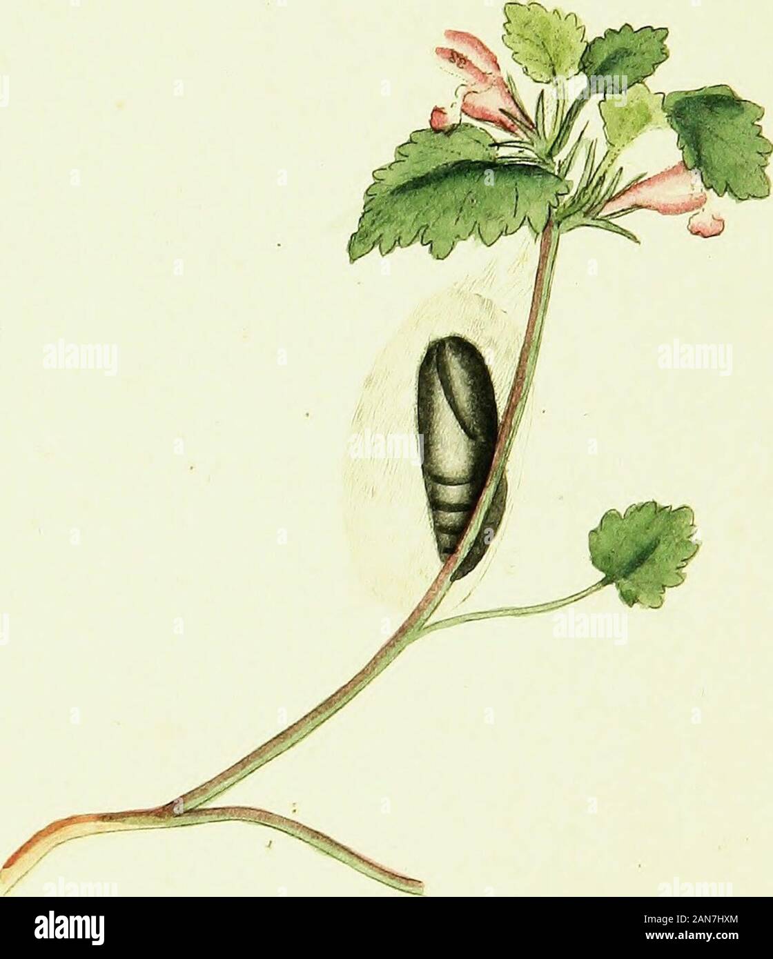 Filiform antennas hi-res stock photography and images - Alamy