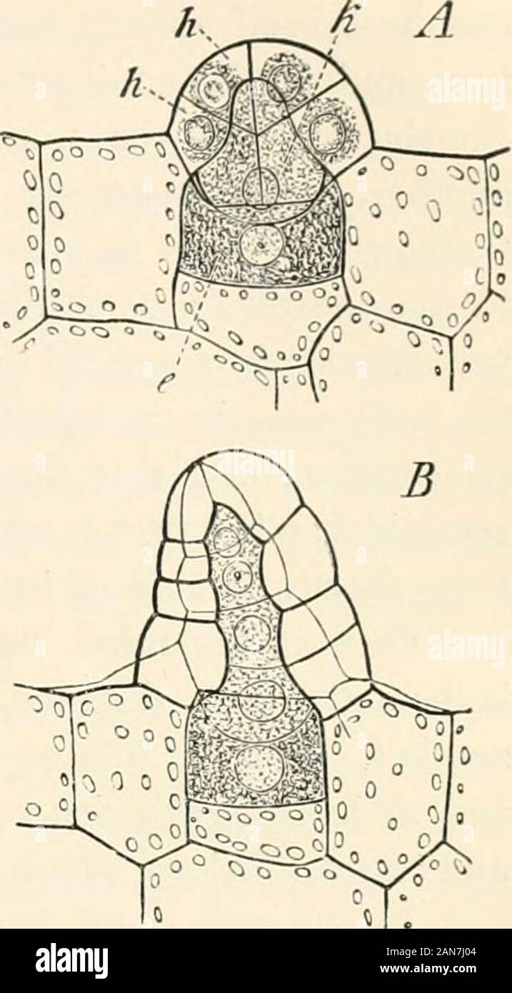 Lectures on the physiology of plants . Fig. 447.—Antheridia of ...