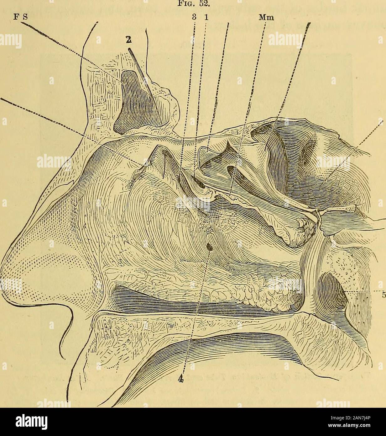 Cartilage tissue in the ear hi-res stock photography and images - Alamy