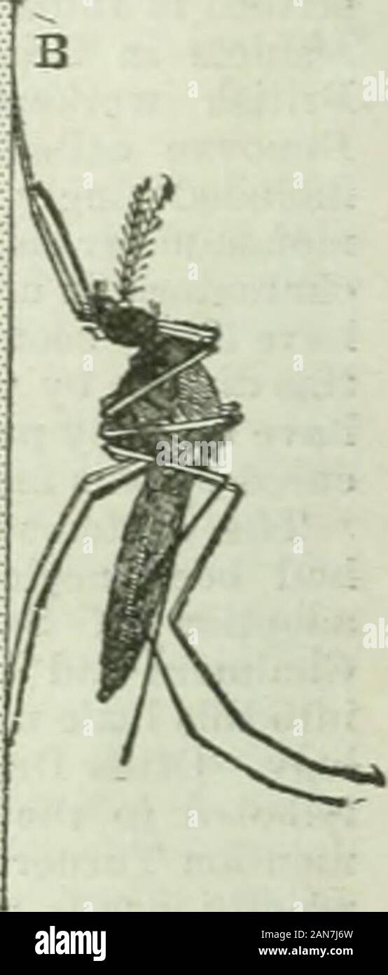 British medical journal . Fio. 1.—Aitripheles nuindipennif, a carriero ...