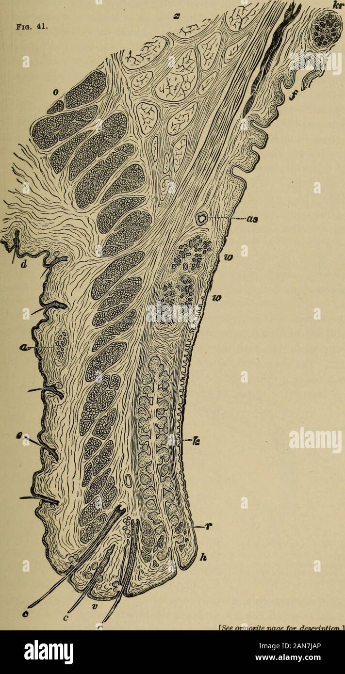 Fornix conjunctiva hi-res stock photography and images - Alamy