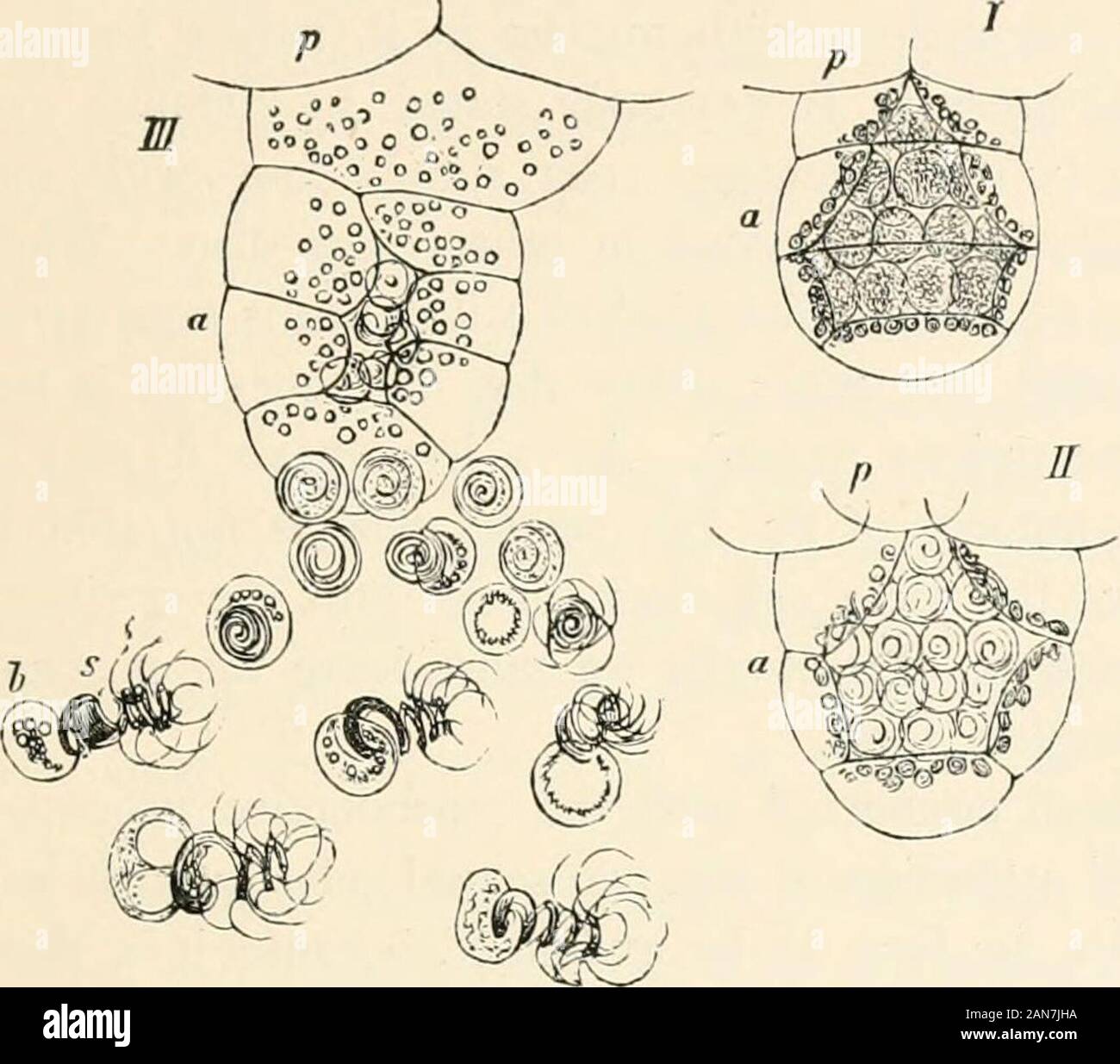 Lectures on the physiology of plants . .The peripheral layer then ...
