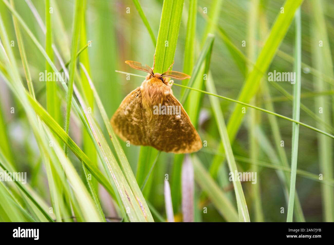 Furry feelers hi-res stock photography and images - Alamy