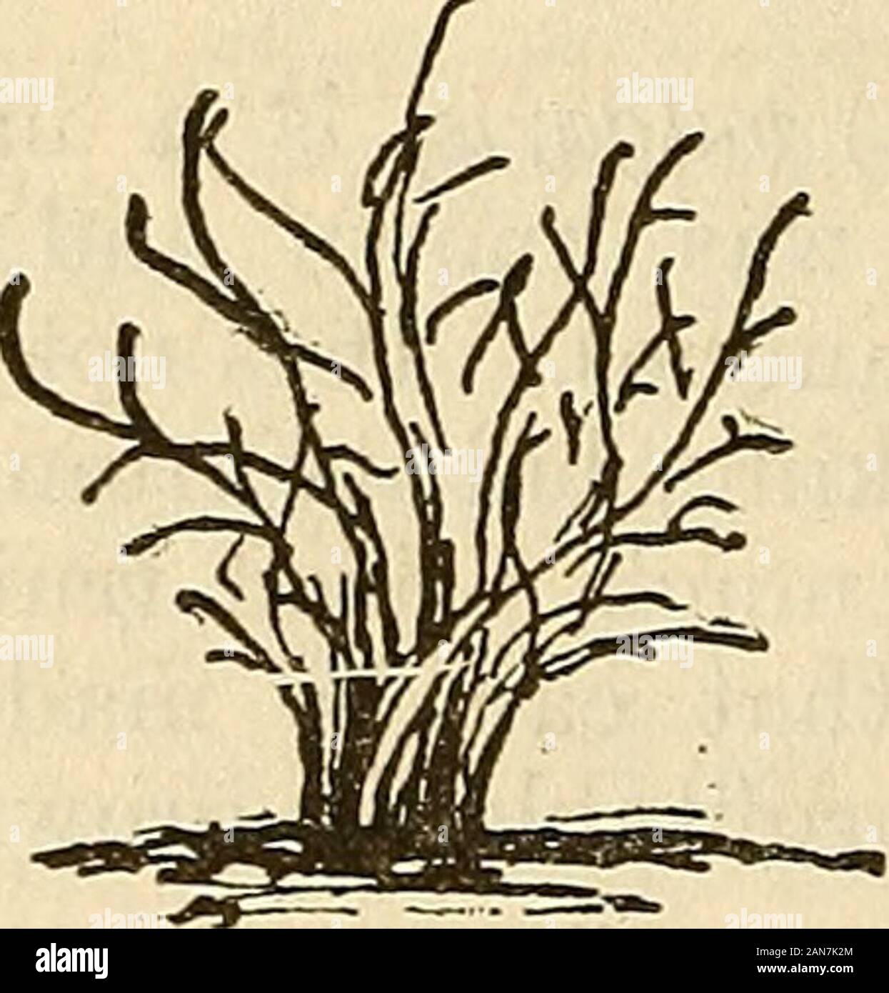 Quince orchard quince trees hi-res stock photography and images - Alamy