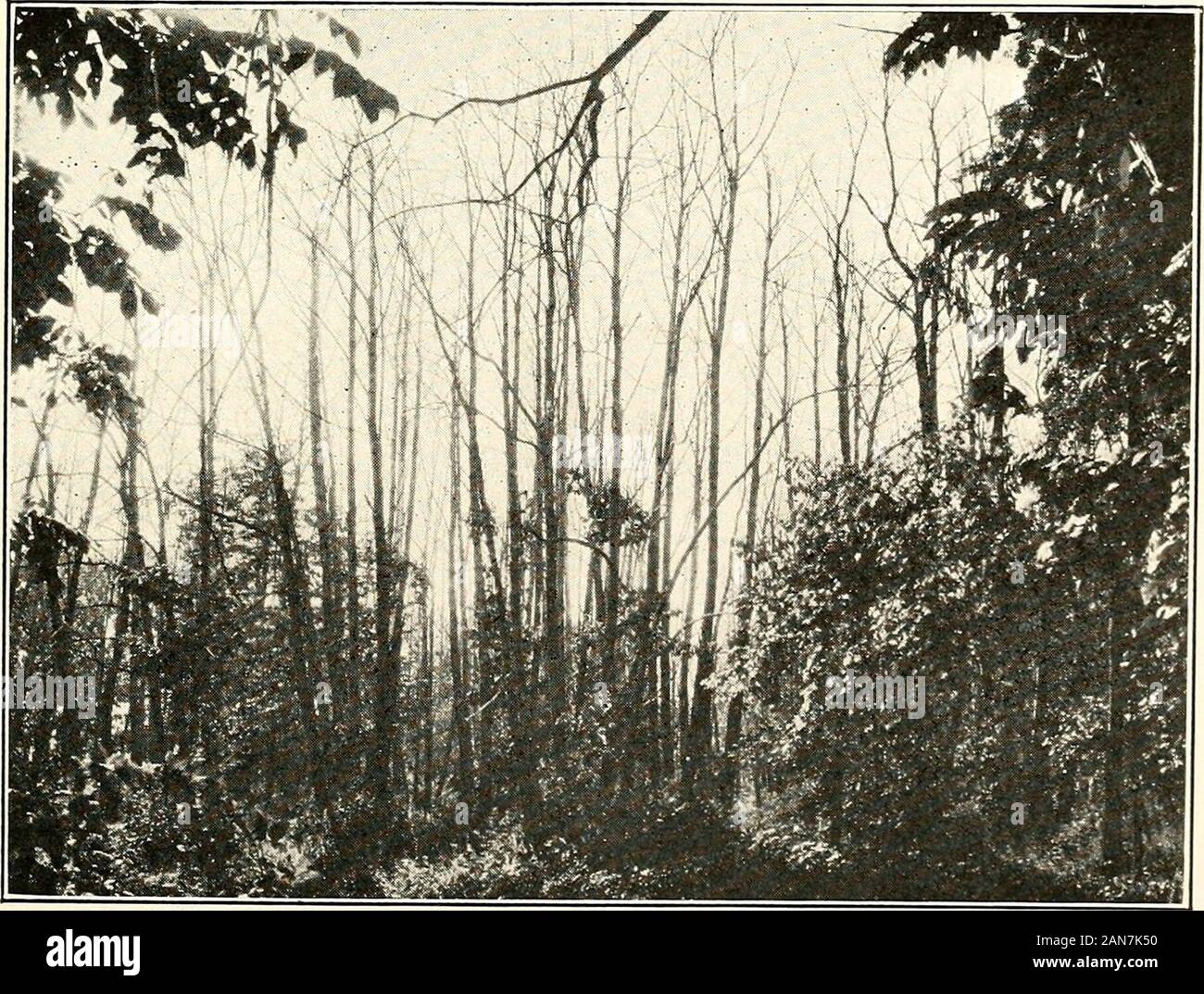 The chestnut blight disease [microform] : means of identification ...