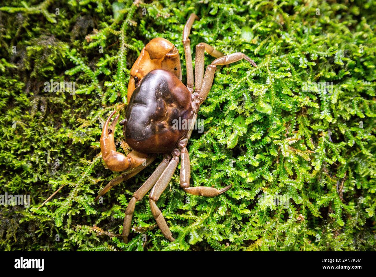 Close up of an orange freshwater crab sitting on a green mossy rock ...