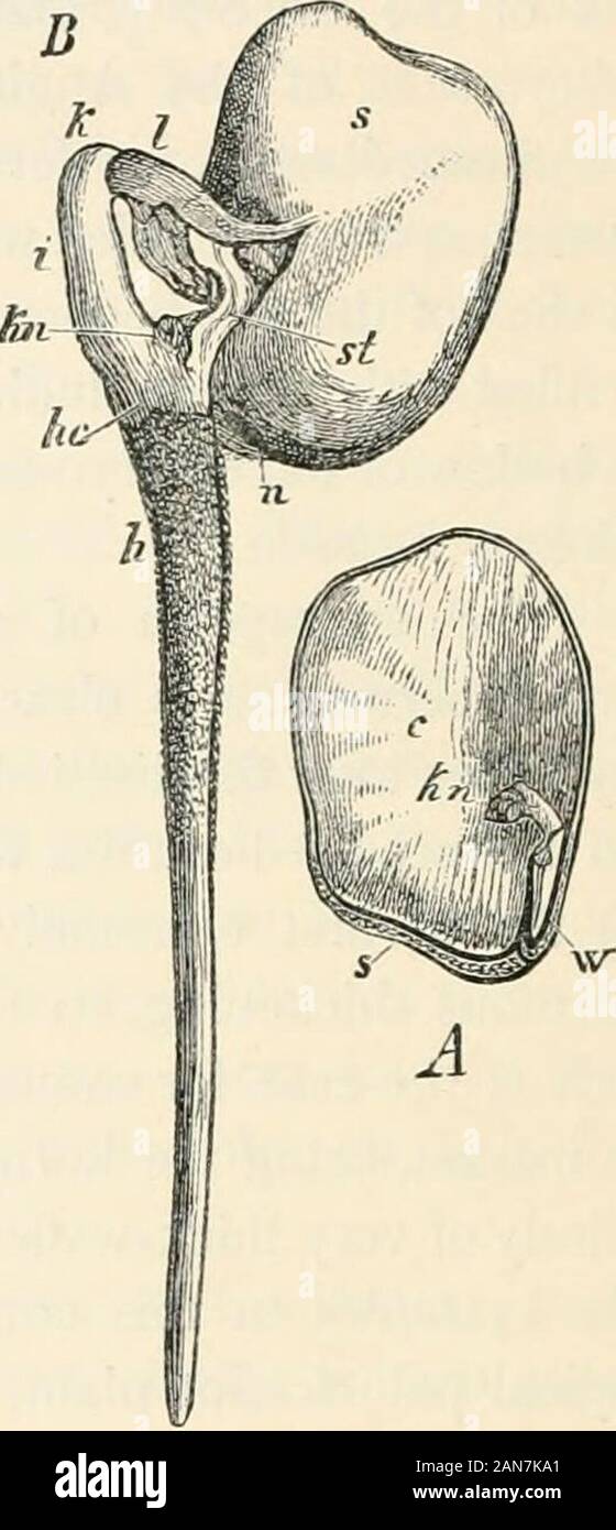 C e w bean hi-res stock photography and images - Alamy