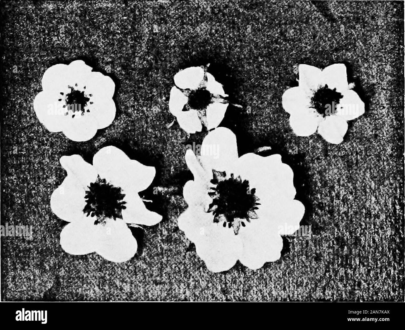 Helen Gandy High Resolution Stock Photography and Images - Alamy