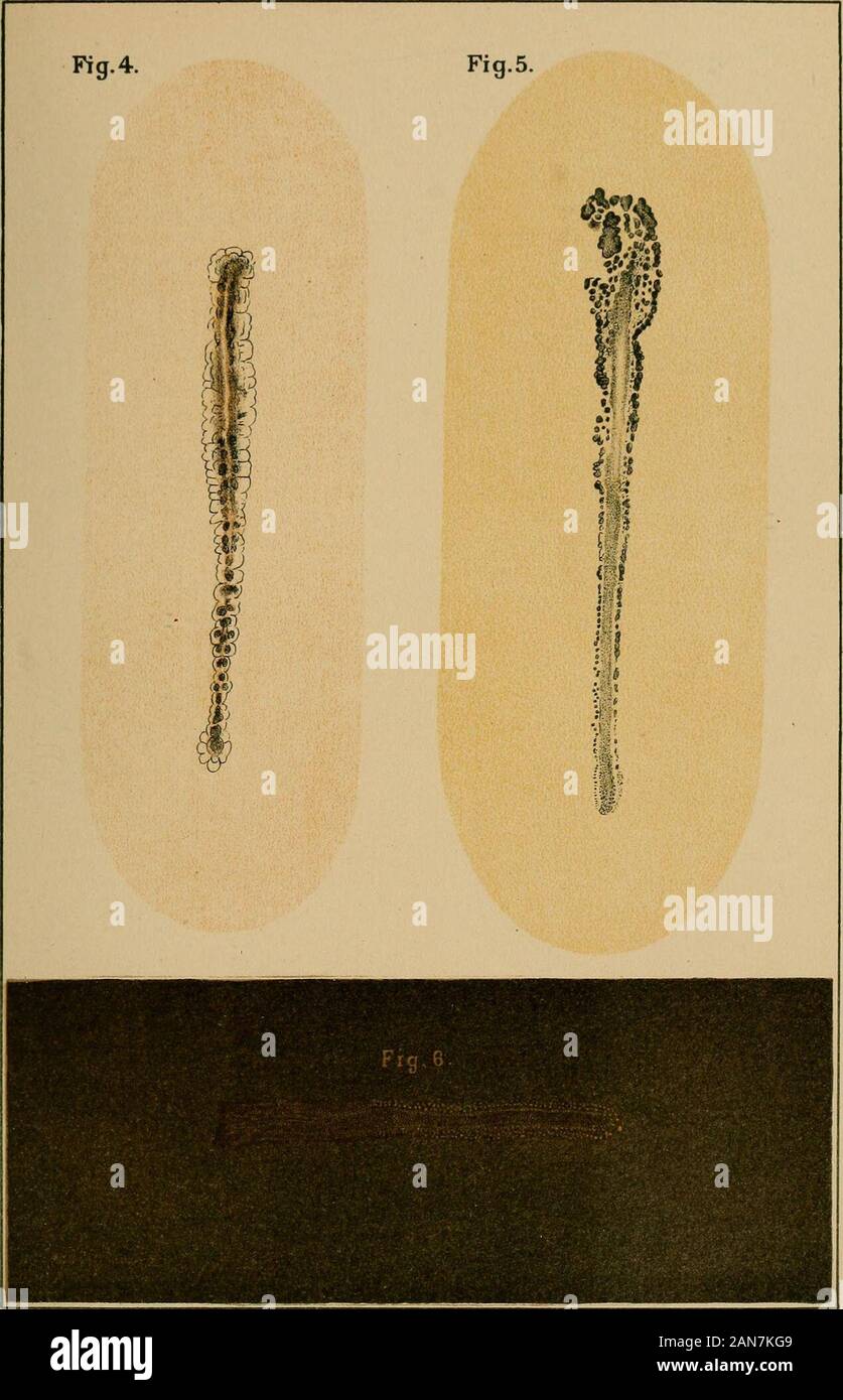 The rules of aseptic and antiseptic surgery; a practical treatise for ...