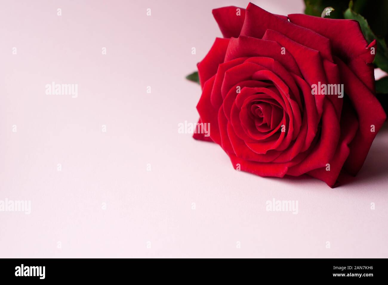 One red rose on a pink background. Valentine's Day Stock Photo - Alamy
