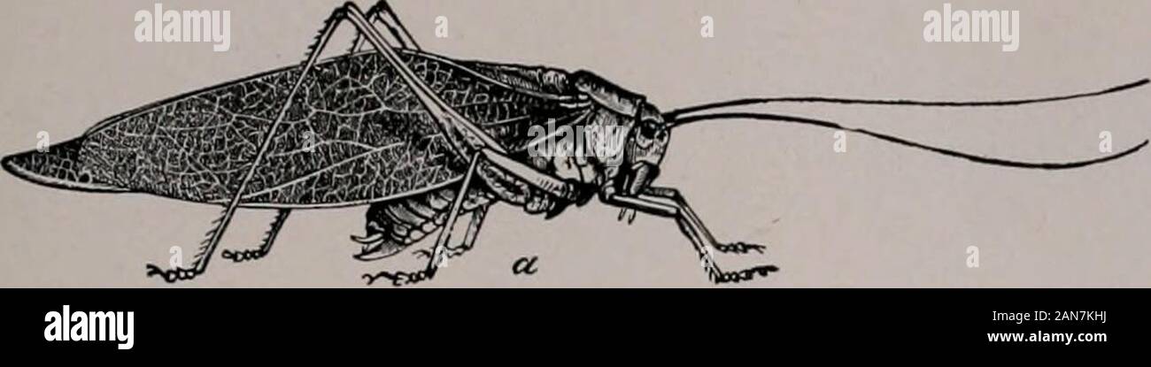 Firefly larva hi-res stock photography and images - Alamy