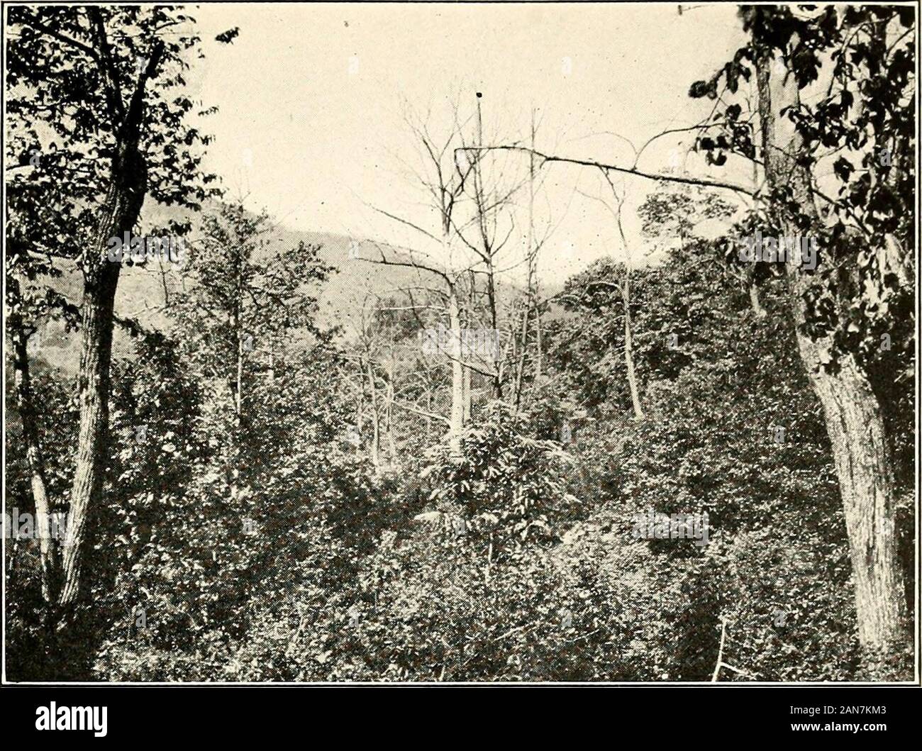 The chestnut blight disease [microform] : means of identification ...