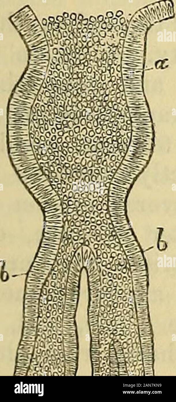 Simple columnar epithelium gastric hi-res stock photography and images ...