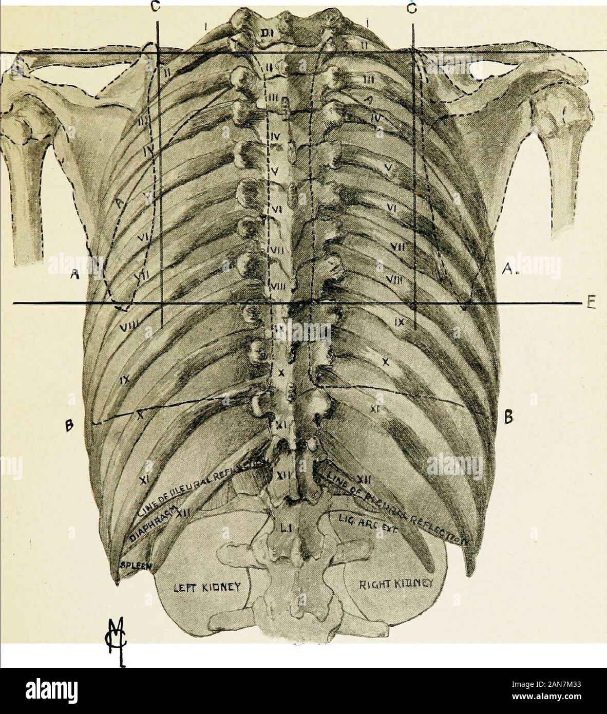 The signs of internal disease, with a brief consideration of the ...