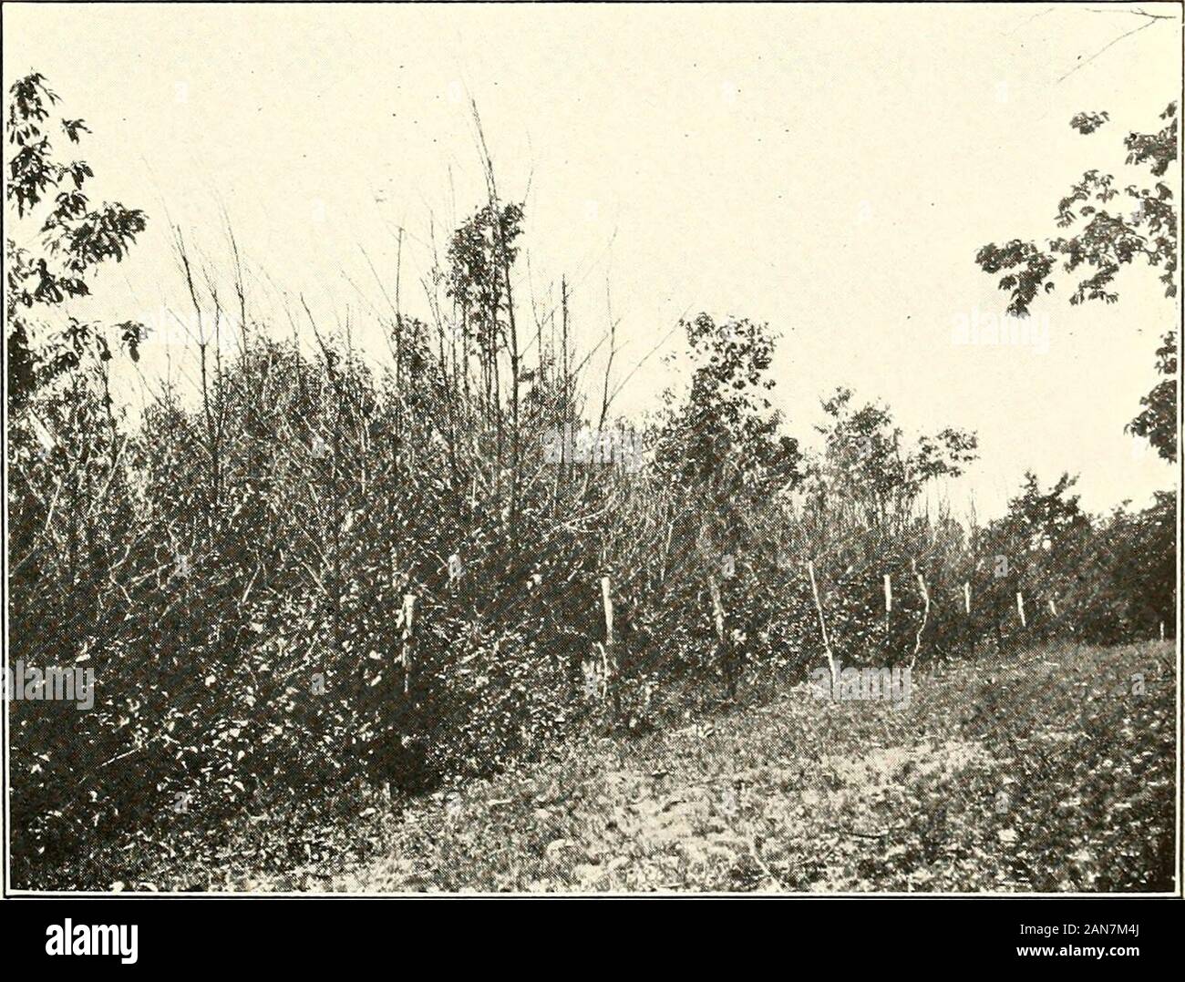 The chestnut blight disease [microform] : means of identification ...
