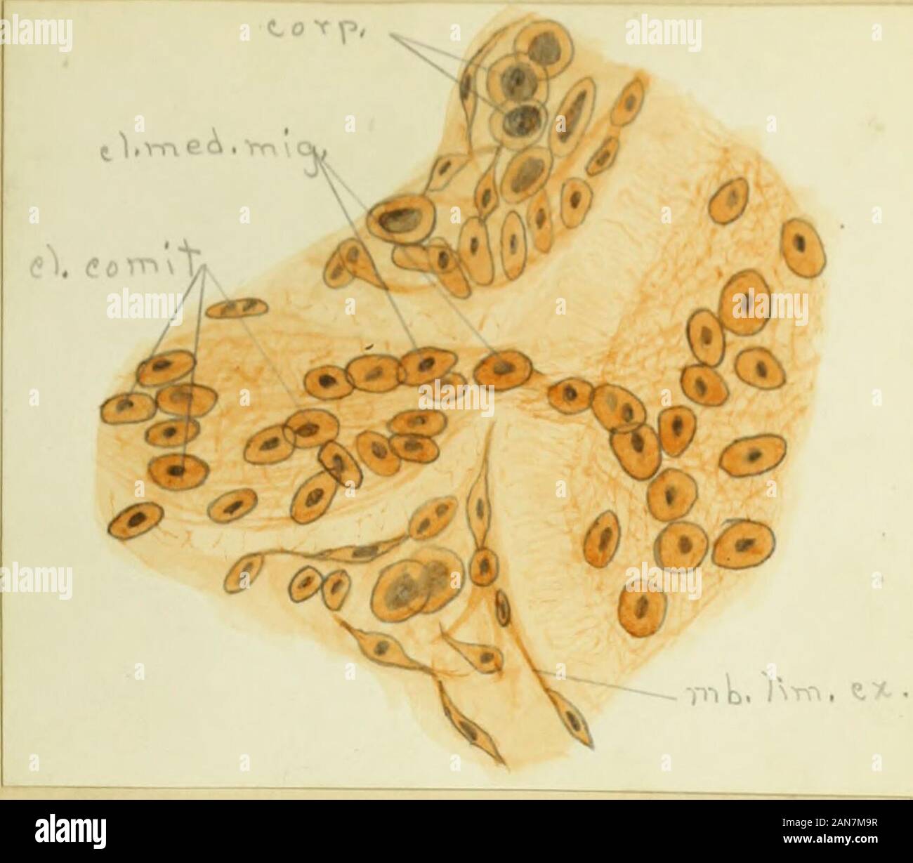 The rôle of medullary cells in the formation of the ventral roots of ...