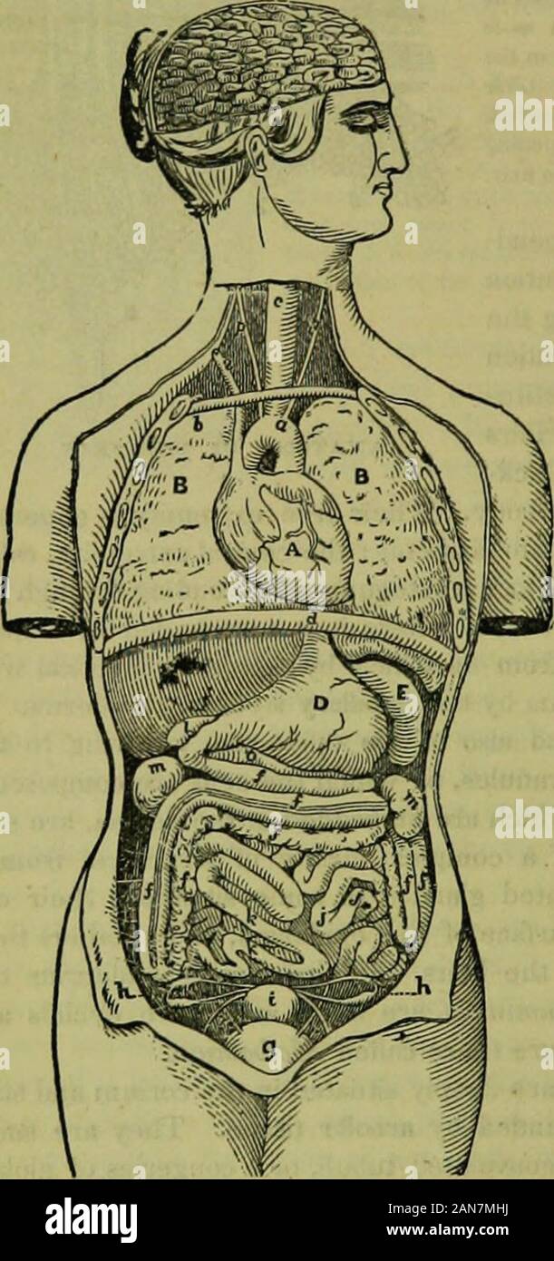 Ceruminous gland hi-res stock photography and images - Alamy