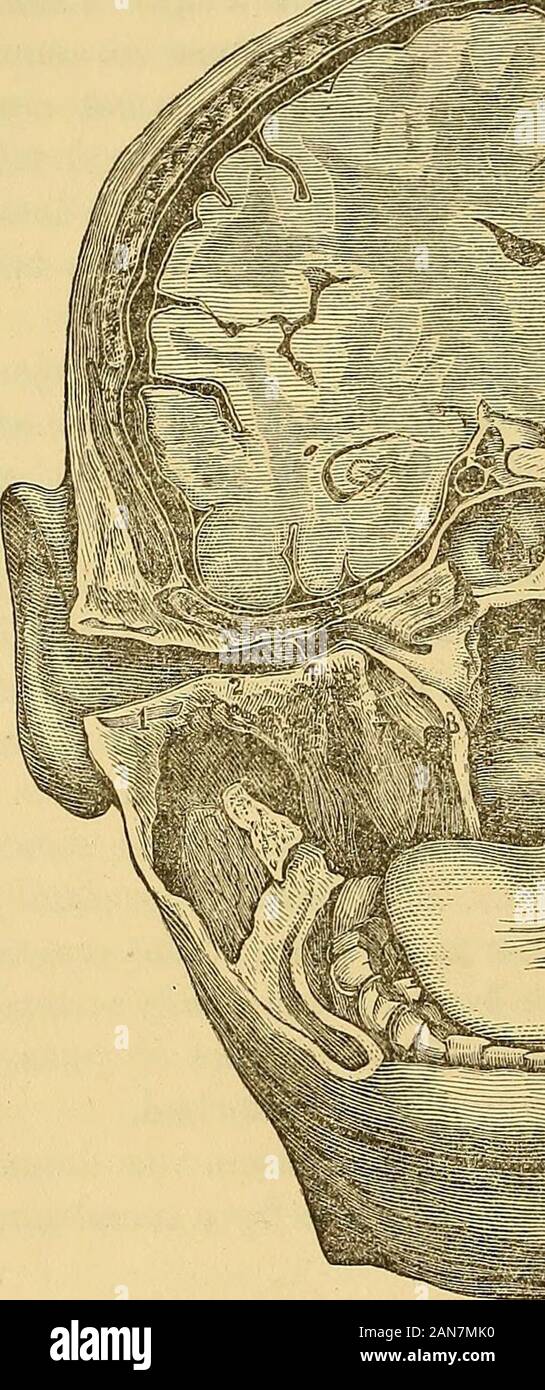 External auditory meatus hi-res stock photography and images - Alamy