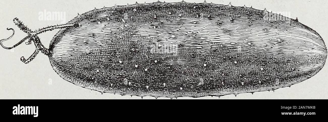 White eagle corn hi-res stock photography and images - Alamy