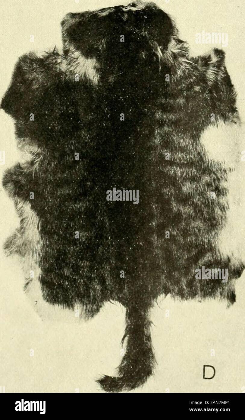 Blotched cat hi-res stock photography and images - Alamy