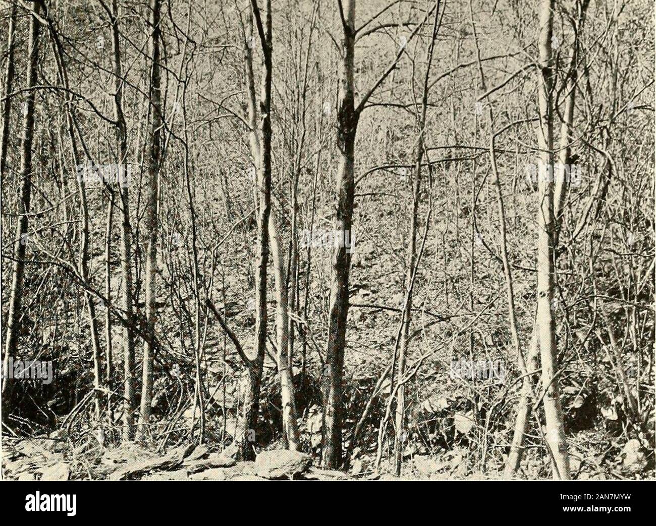 The chestnut blight disease [microform] : means of identification ...